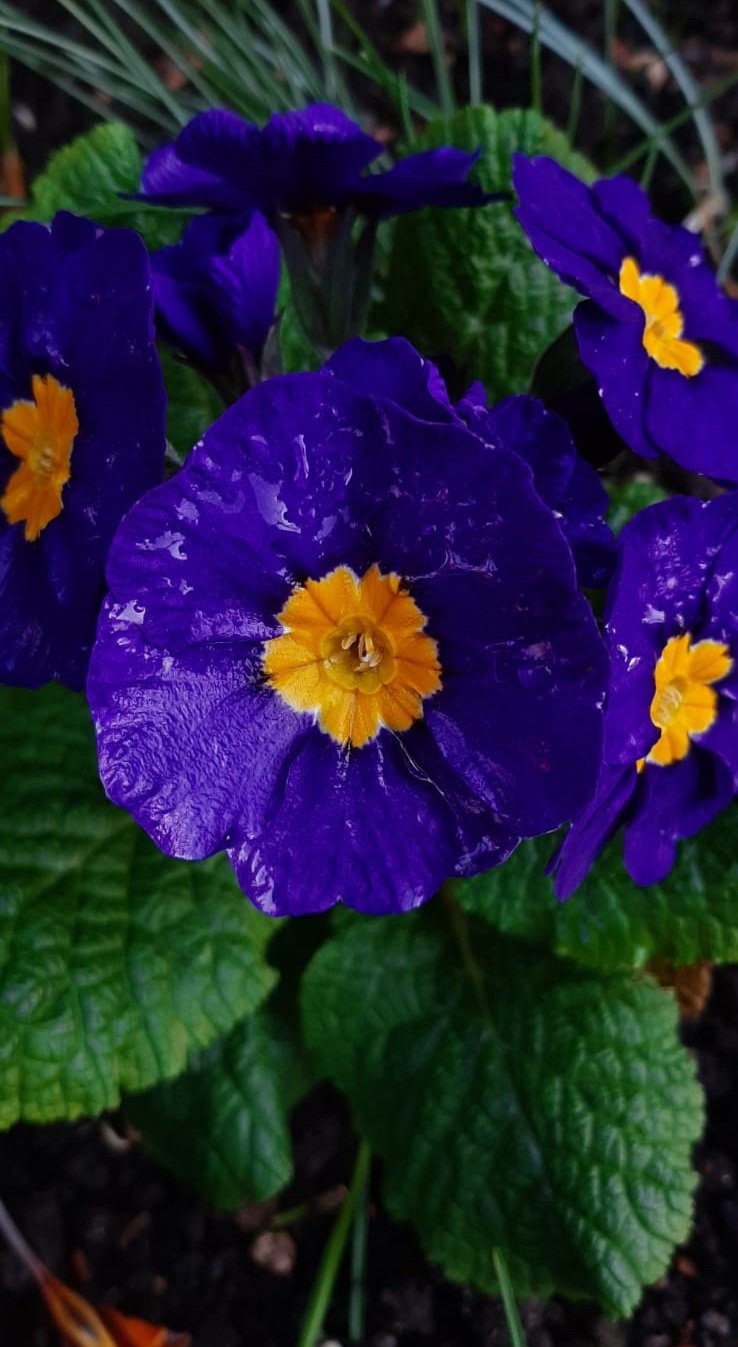 Shakespeare's Favourite Flowers: The Primrose